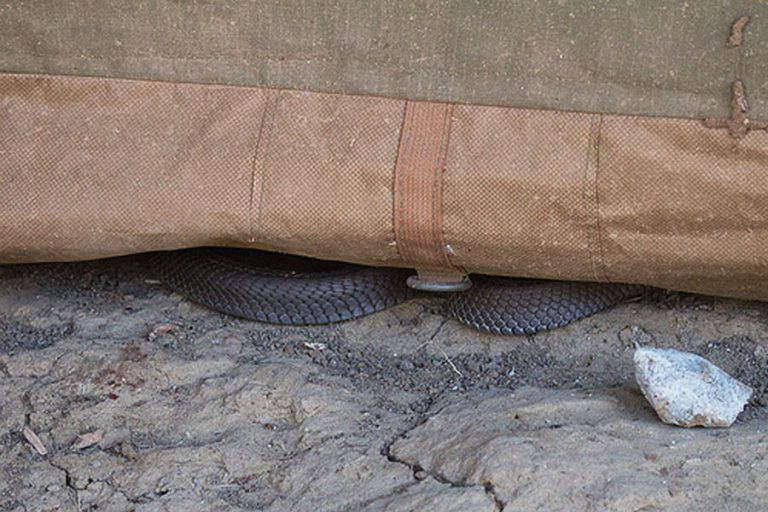 Snake Survival: What Every Camper Should Know | Snowys Blog