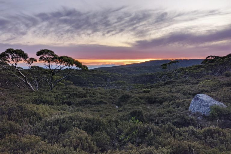 Baw Baw Plateau - Hiking Through Victoria's Snow Gums | Snowys Blog