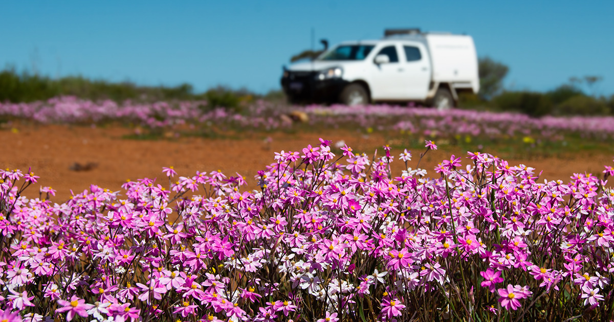 Hunting for Wildflowers in Western Australia | Snowys Blog