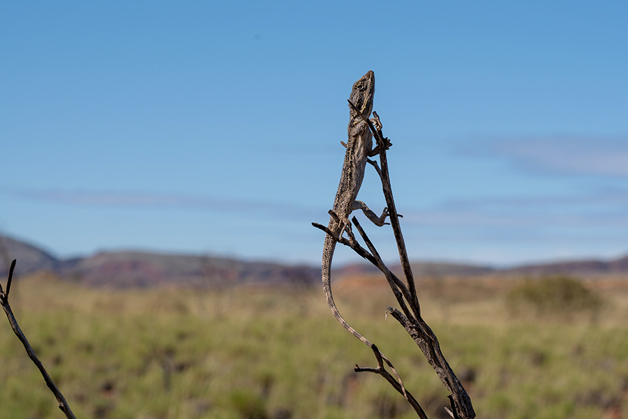 Camping and 4WDing in the Pilbara | Snowys Blog